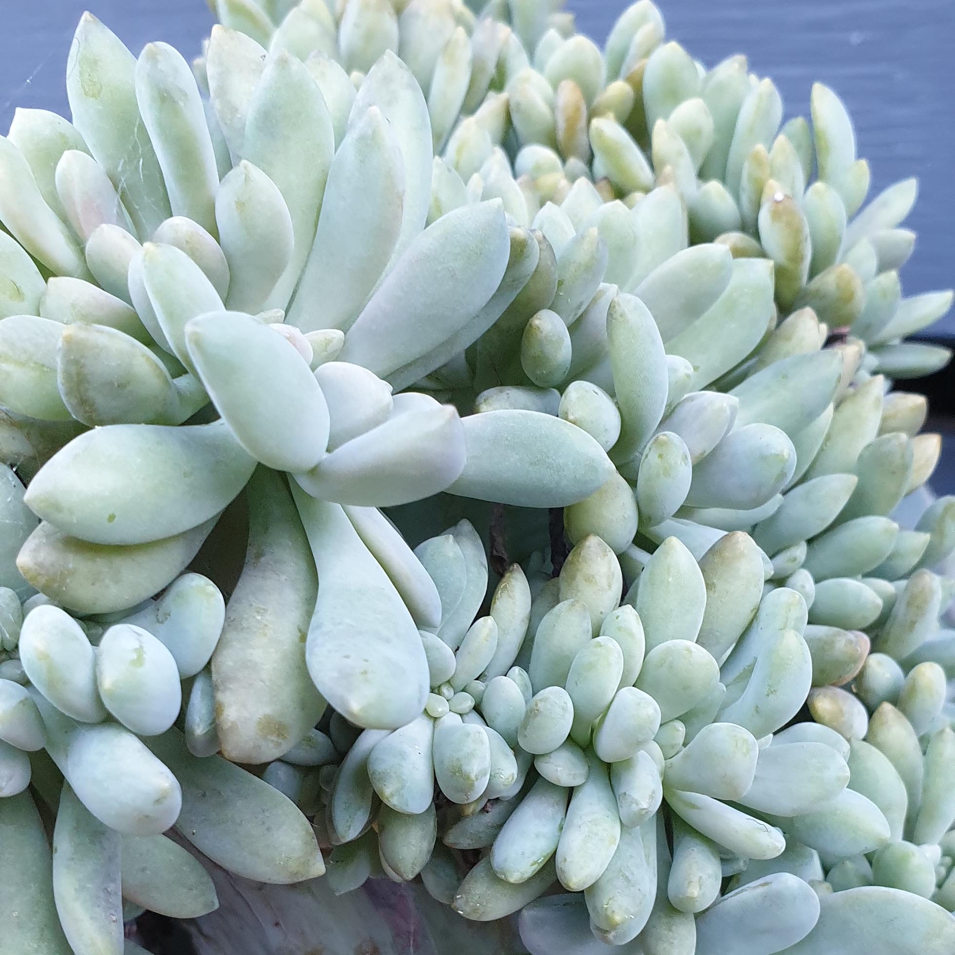 Pachies – Succulents Online