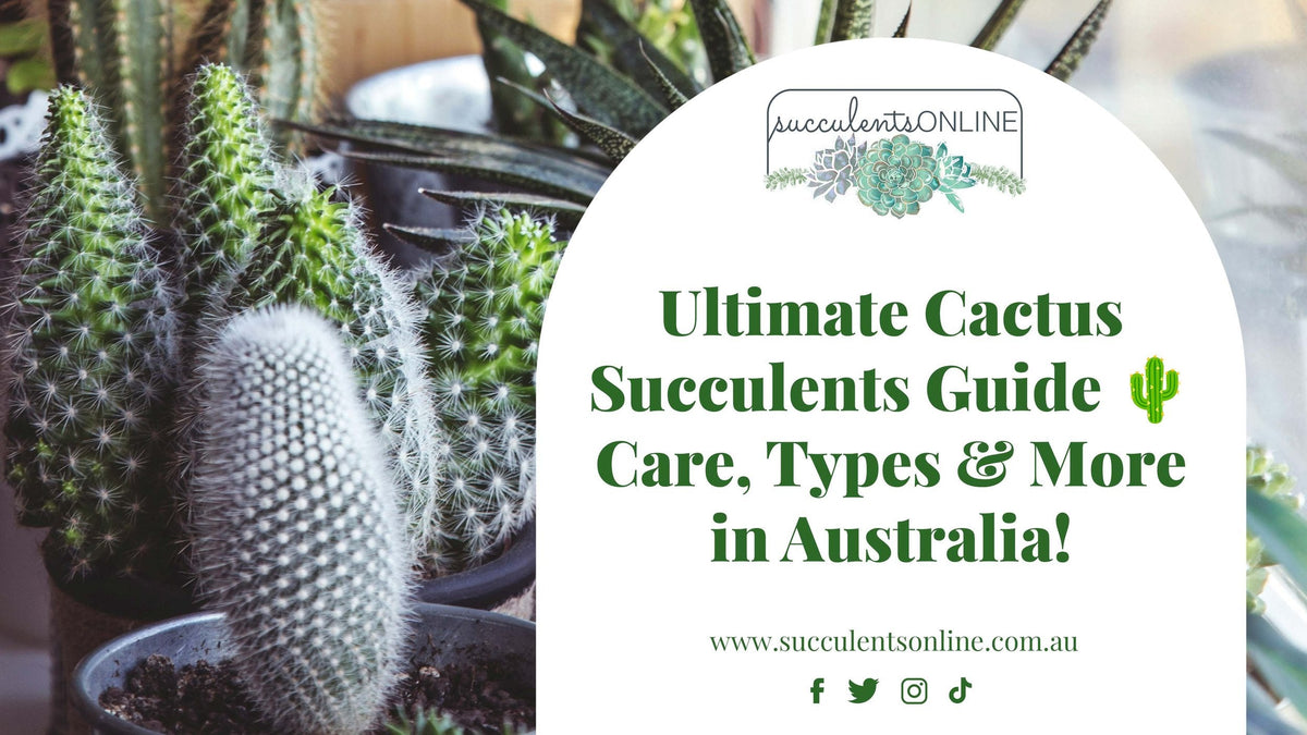 Cactus Succulent Care Guide Australia | Tips & Types – Succulents Online