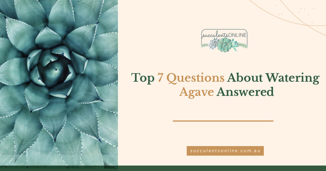 Top 7 Questions About Watering Agave Answered – Succulents Online