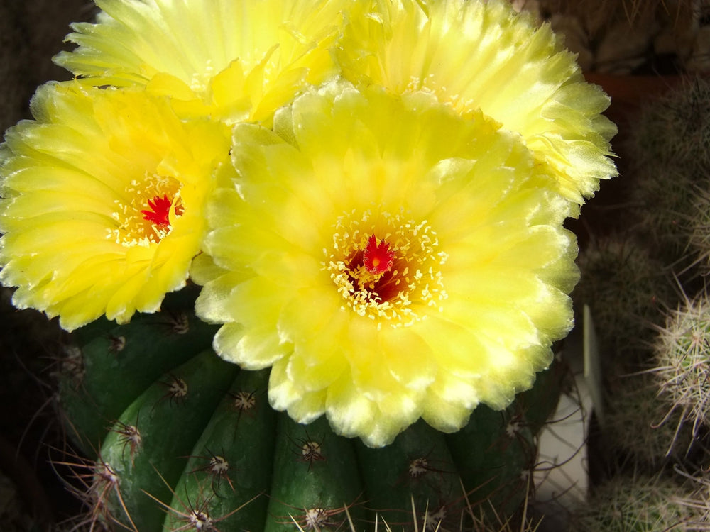 Succulents Online Australia | Buy Succulent Plants Online