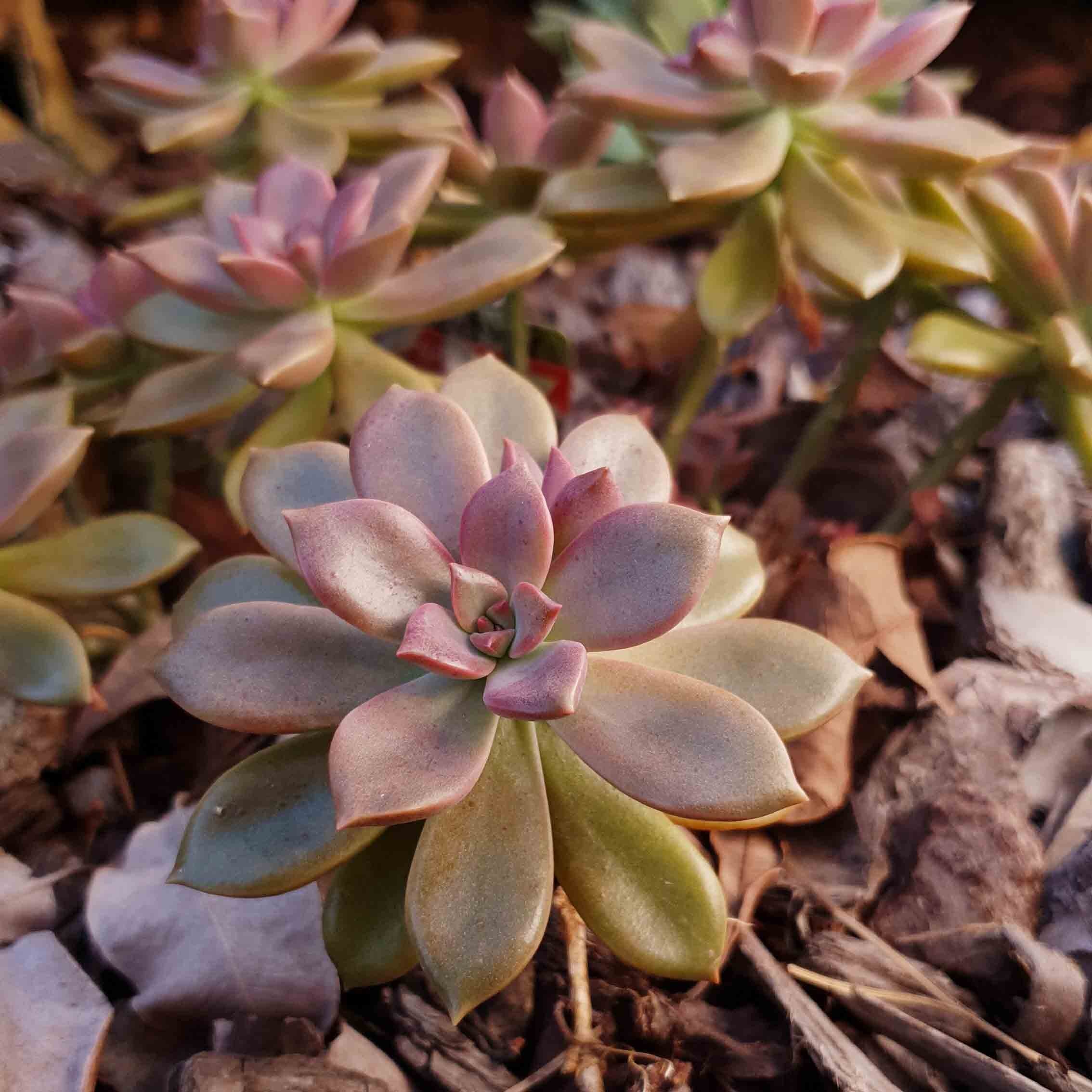 Buy Grapto | Stylish Indoor Plants