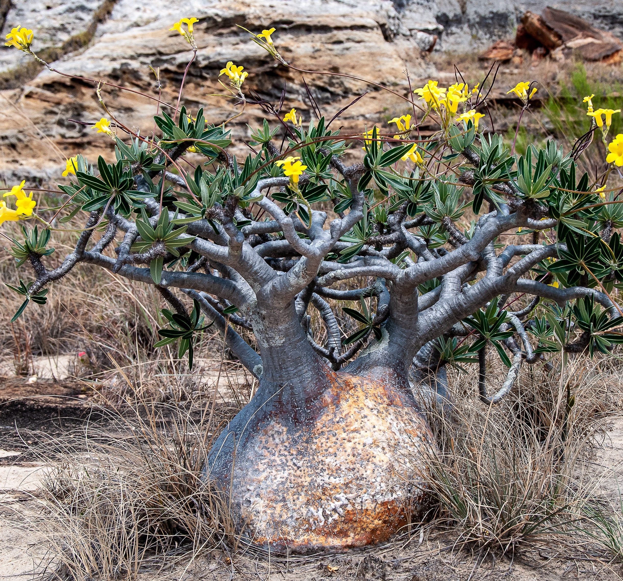 Buy Pachypodium | Rare Pachypodium Plants