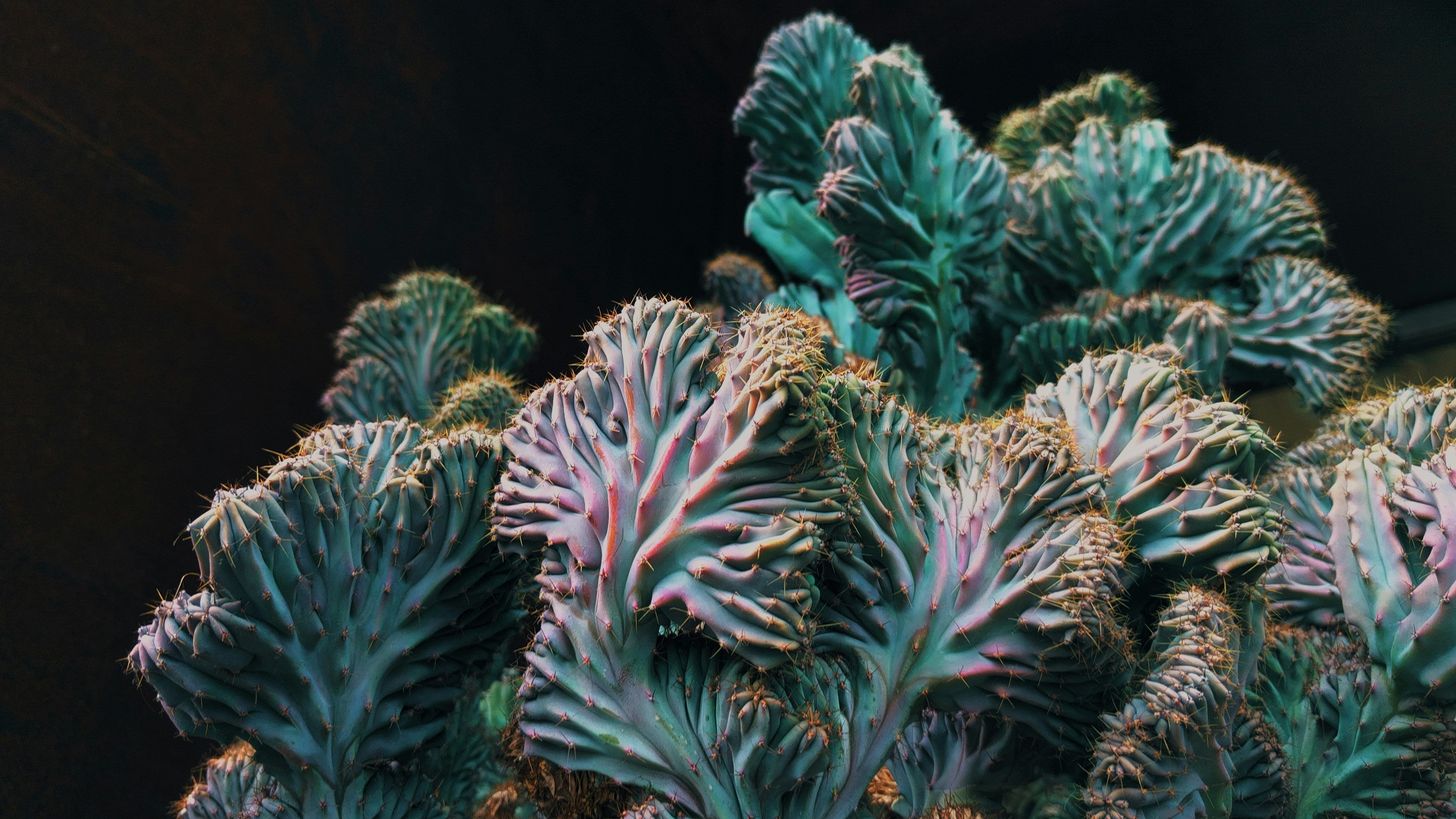 Buy Crested Succulents | Rare & Exotic Plants