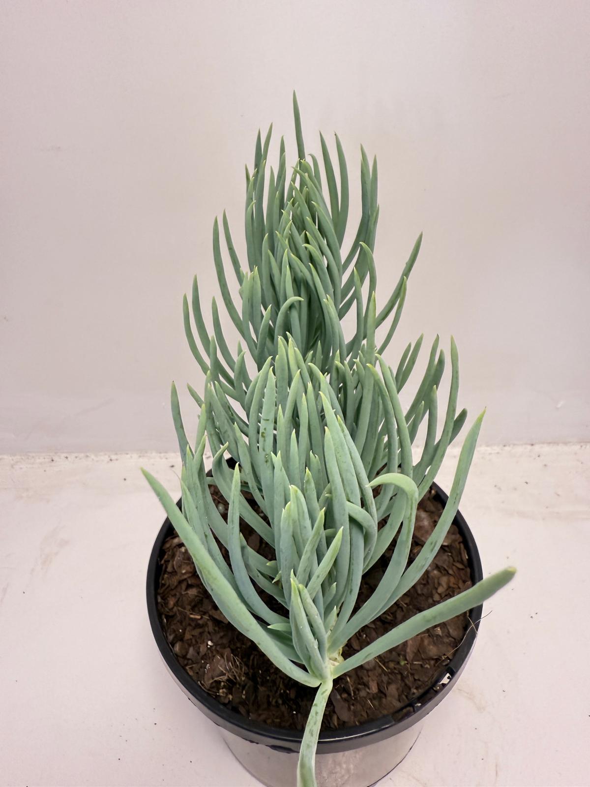 Mermaid Tail : Crested Senecio Talinoides - Narrow Leaf Chalk Stick #5