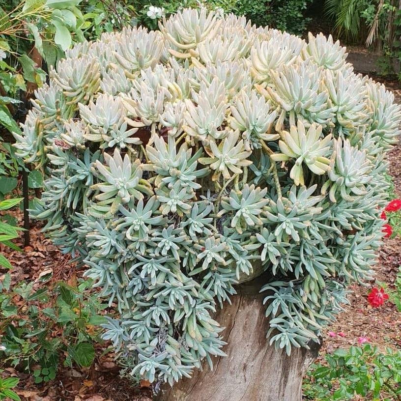 Buy Graptosedum Glauca | Easy Care Succulent Online