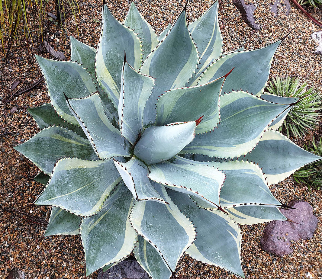 Agave – Succulents Online