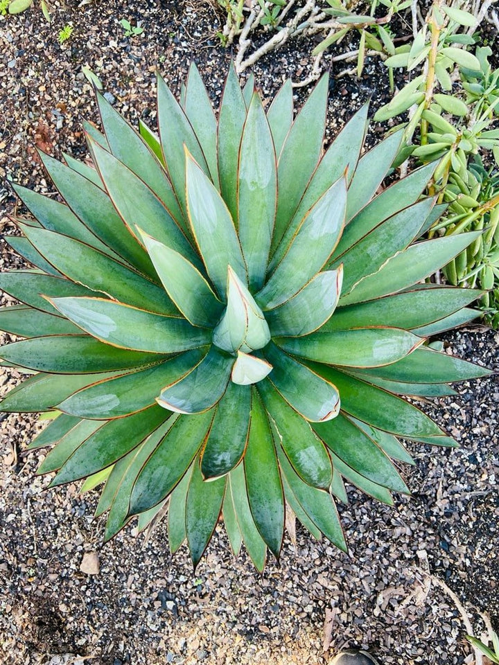 Agave – Succulents Online