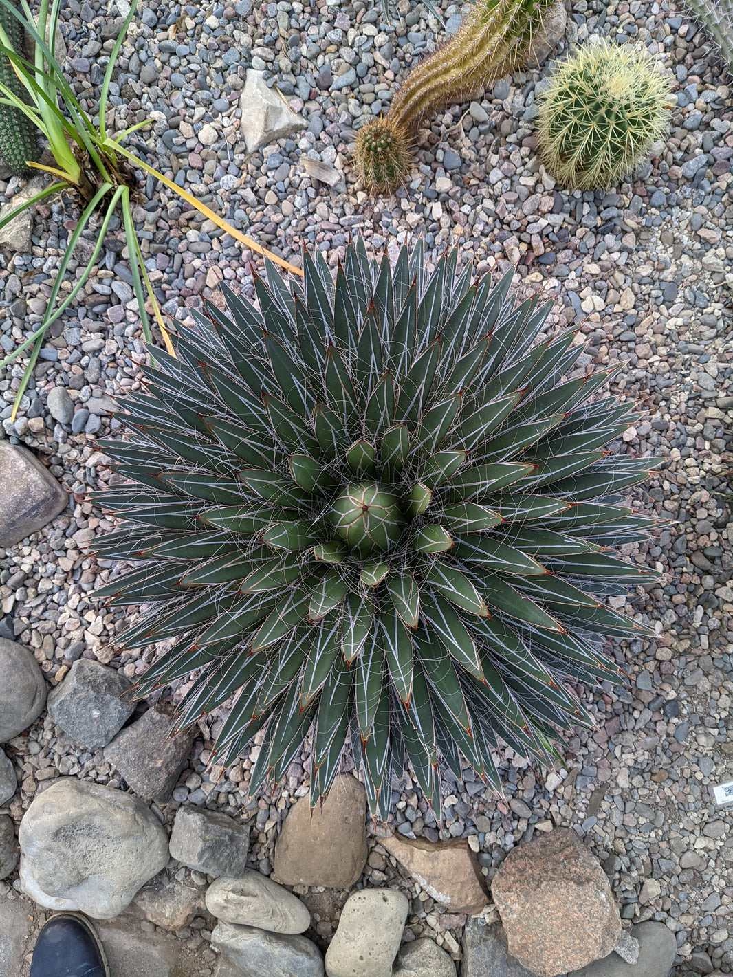 Buy Agave Plants in Australia | Hardy Drought Range