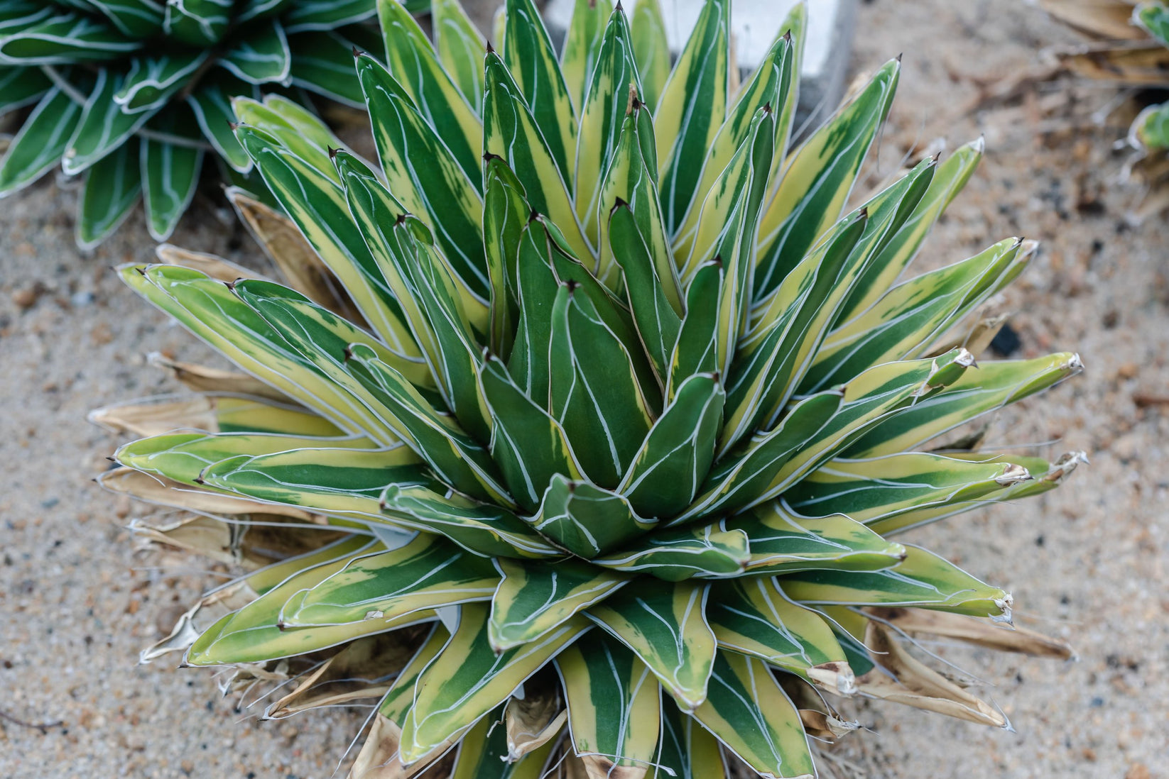 Buy Agave Golden Princess | Succulent Online in Australia – Succulents ...