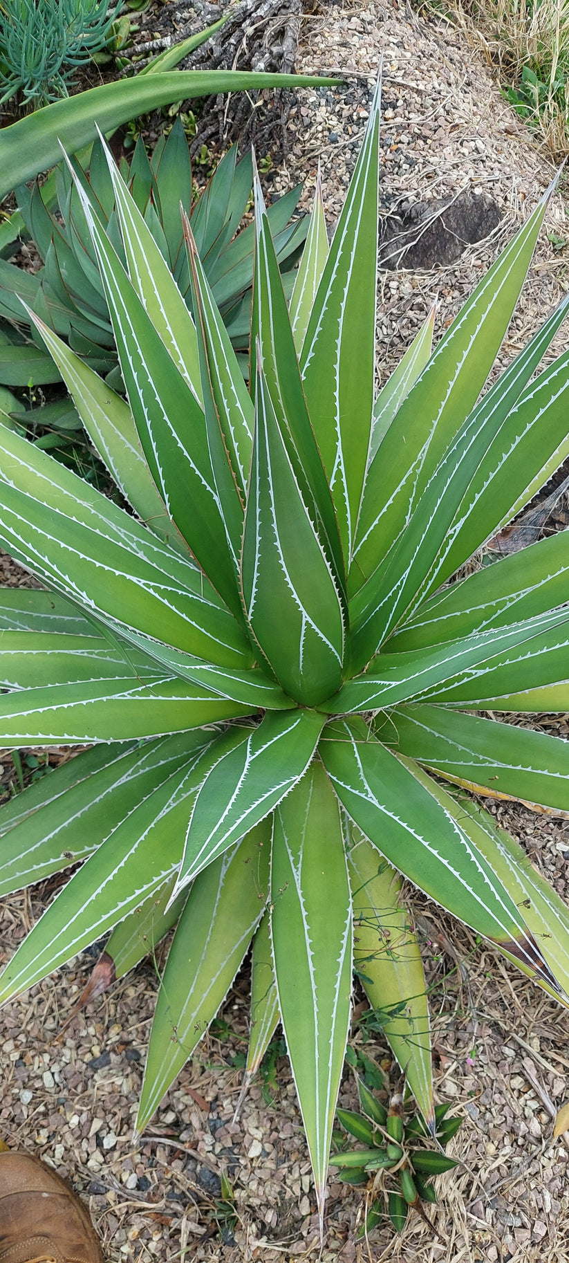 Buy Agave impressa | Rare Collector Agave Australia