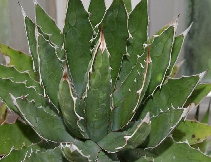 Agave xylonacantha (Saw Leaf Agave) | Buy Online