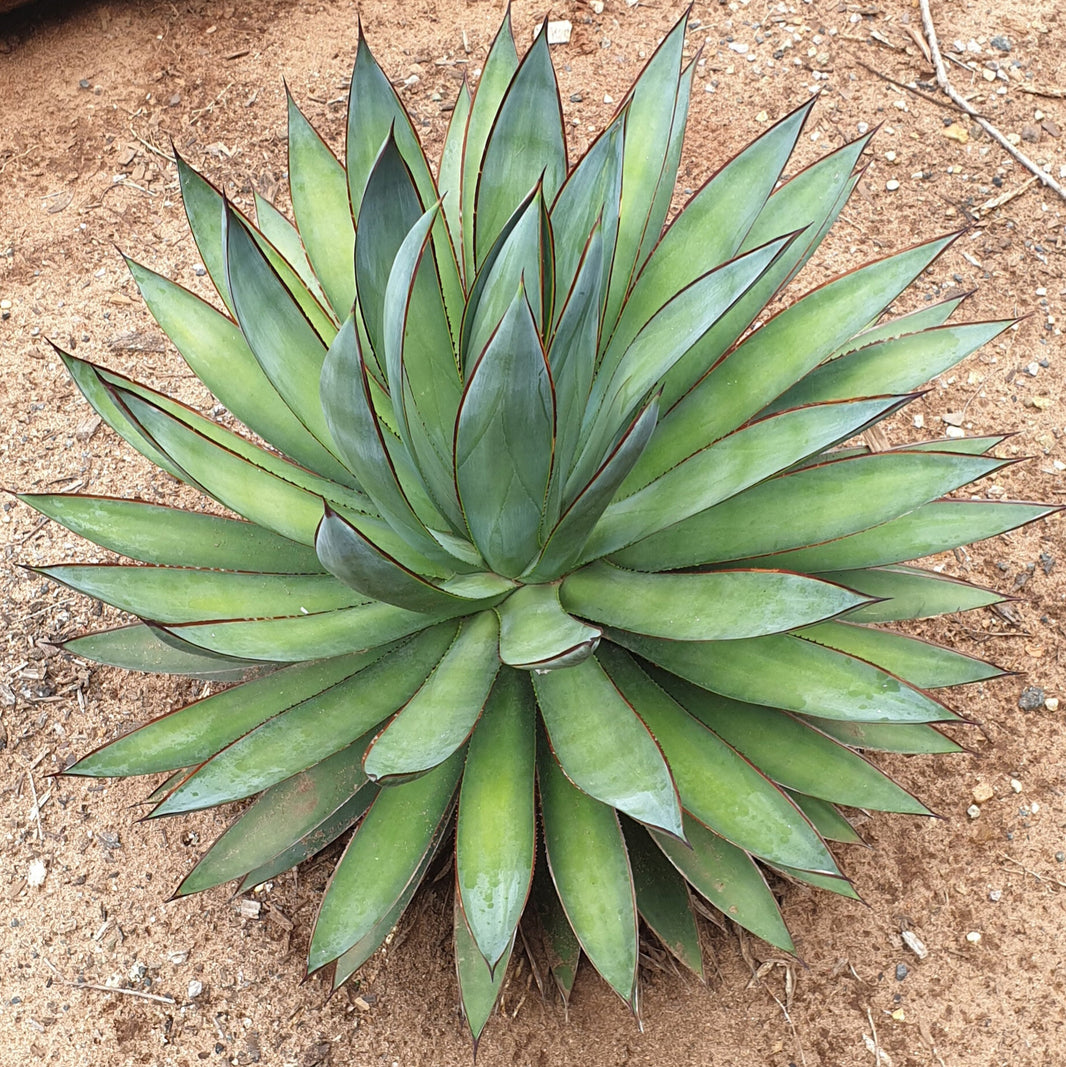 Agave – Succulents Online