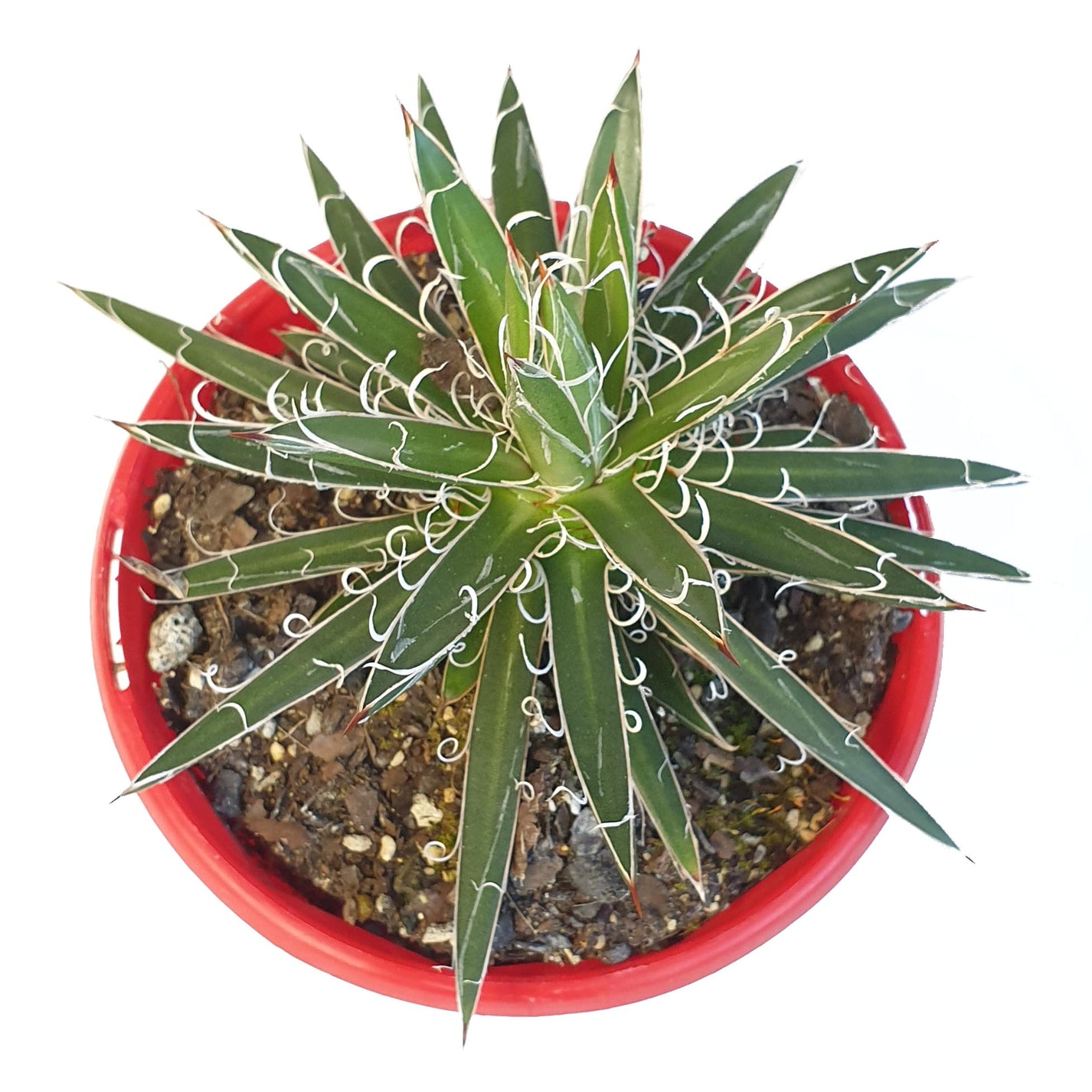 Buy Agave parviflora Miniature Agave | Rare Plant AU