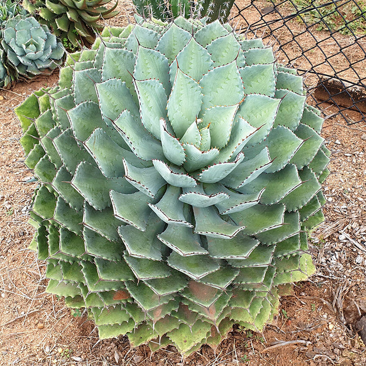 Agave – Succulents Online