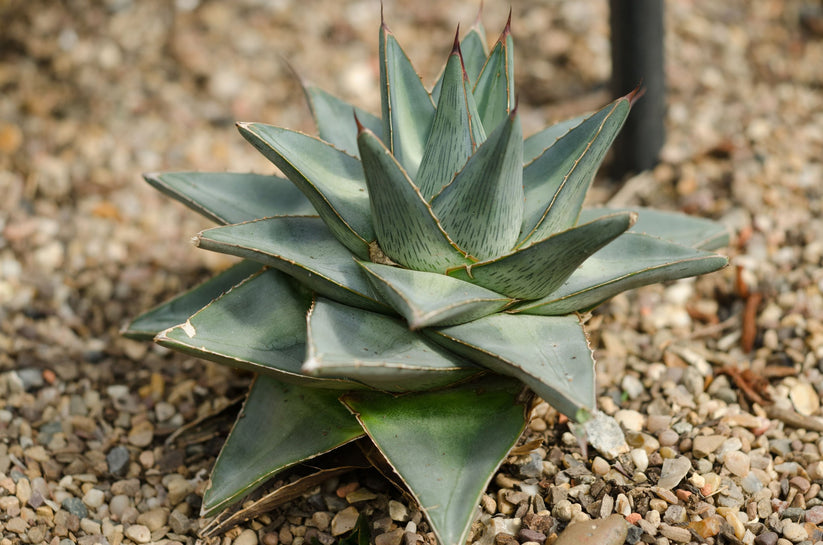 Agave Pumila (Miniature Agave) 130mm – Succulents Online