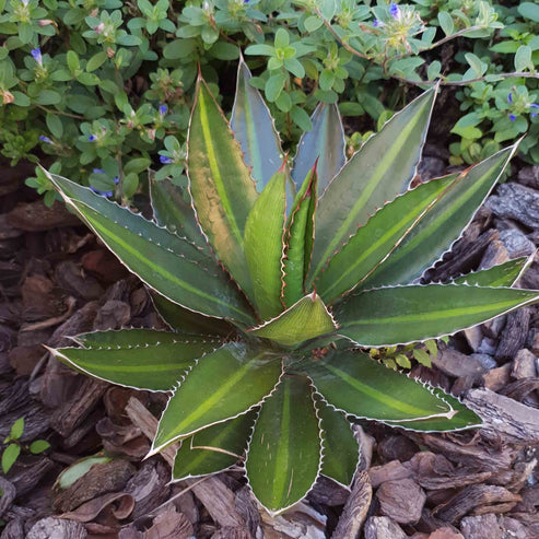 Agave splendida – Rare Architectural Succulent with Spiny Rosette ...