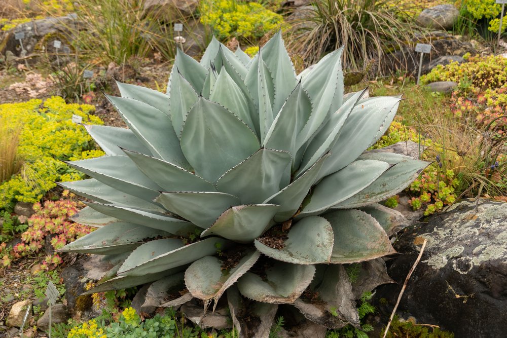 Buy Agave ovatifolia 'Vanzie' | Succulent Plant