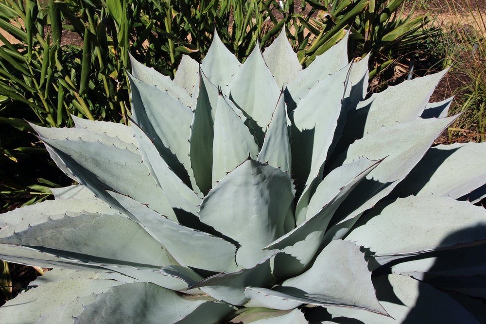 Buy Agave ovatifolia 'Vanzie' | Succulent Plant