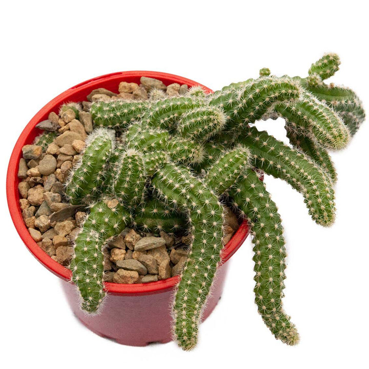 Succulents Online Australia | Buy Succulent Plants Online