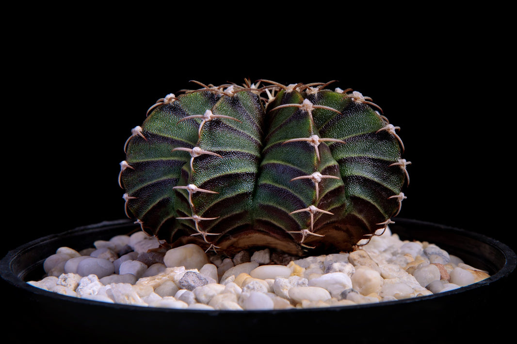 Buy Cactus | Plants for Home & Garden