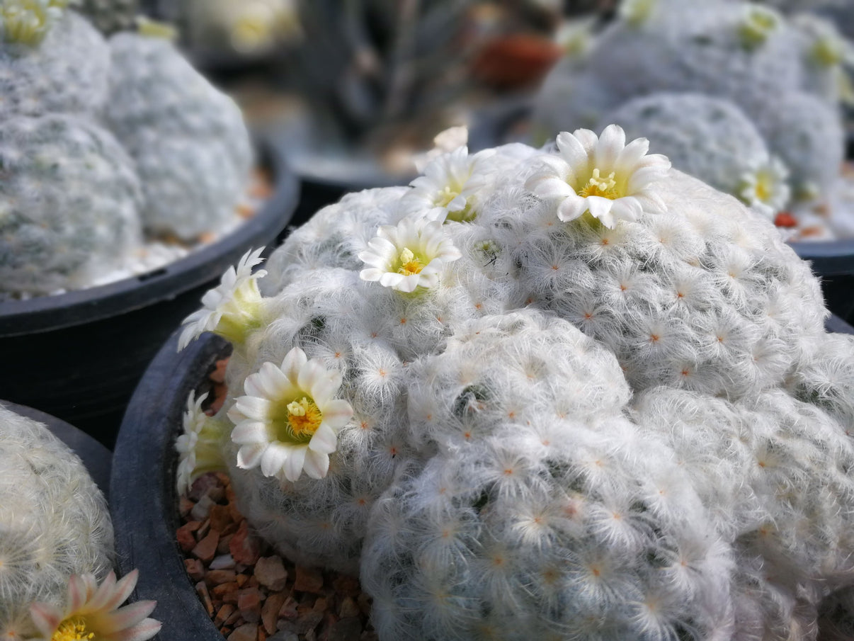 Buy Feather Cactus (Mammillaria plumosa) | Cactus Plant