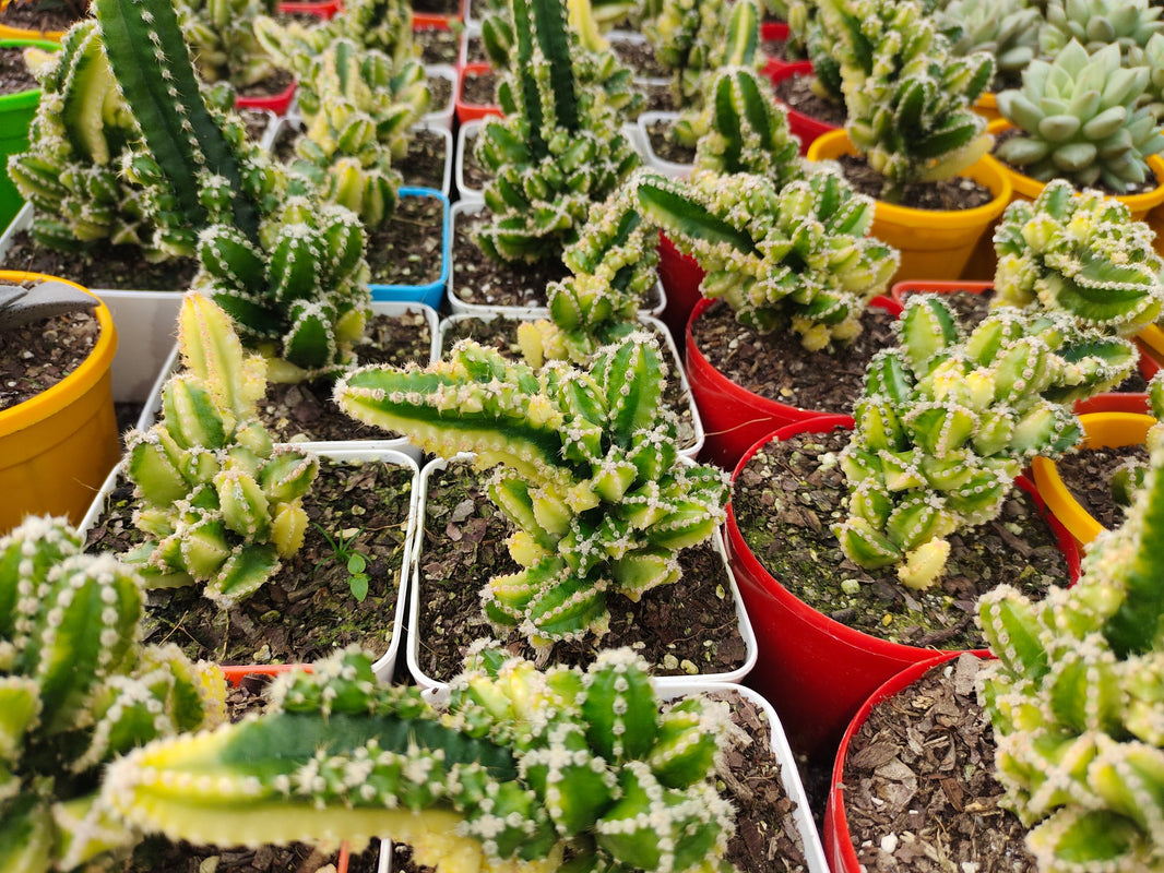 Cacti – Succulents Online