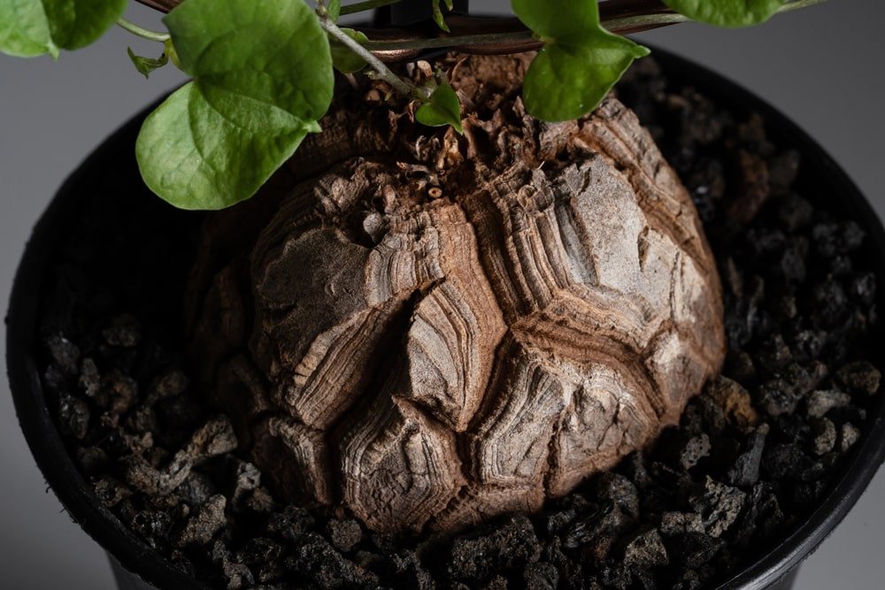 Advanced Elephant Foot Plant – Unique Sculptural Plant – Succulents Online