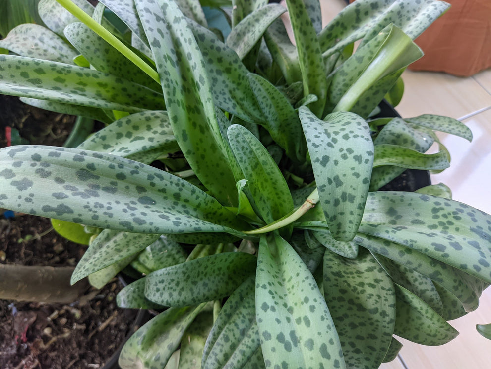 Drimiopsis maculata – Leopard Lily | Spotted Shade-Loving Bulb Plant ...