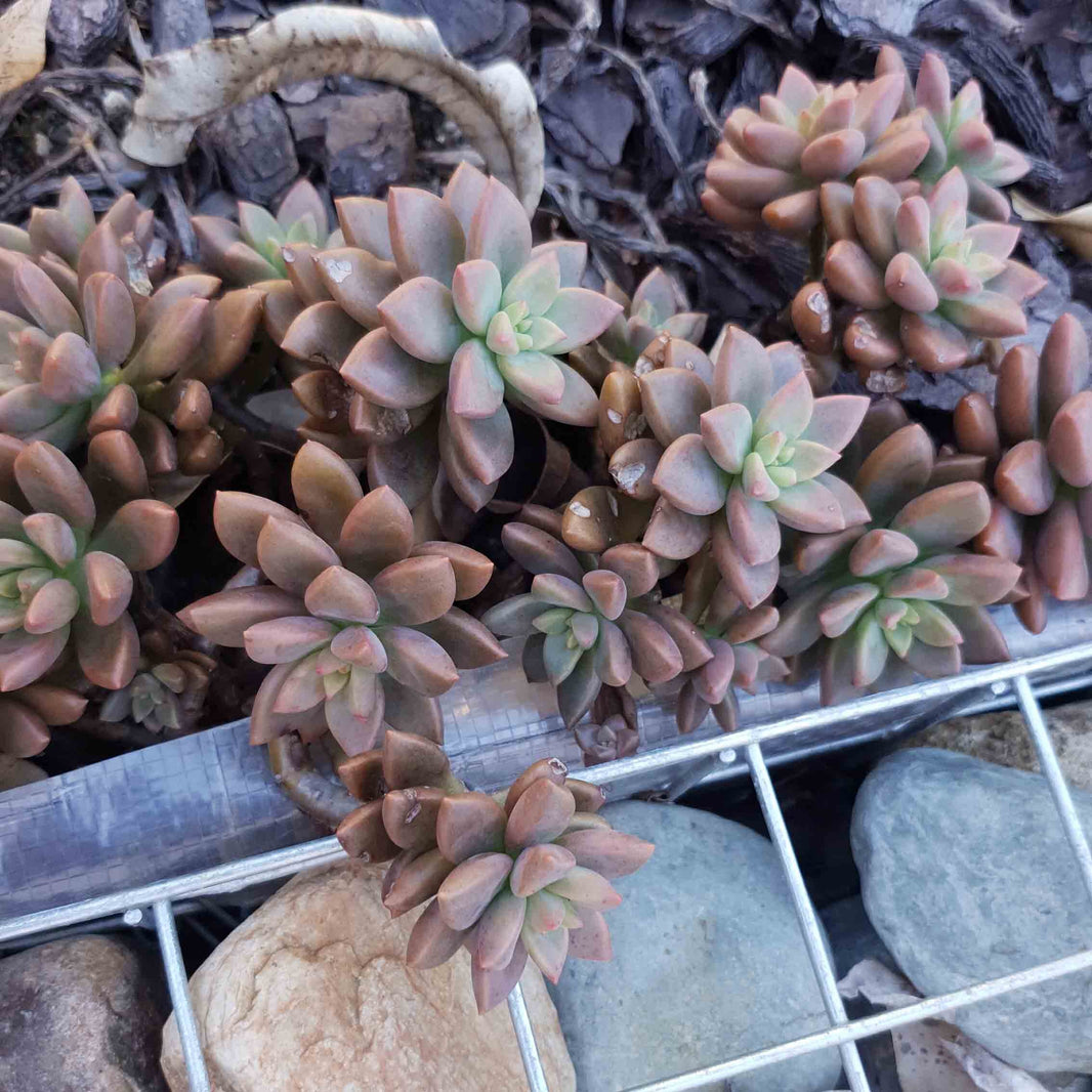 Buy Grapto | Stylish Indoor Plants