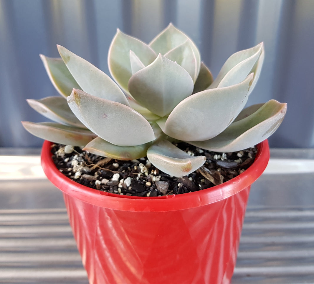 Buy Grapto | Stylish Indoor Plants