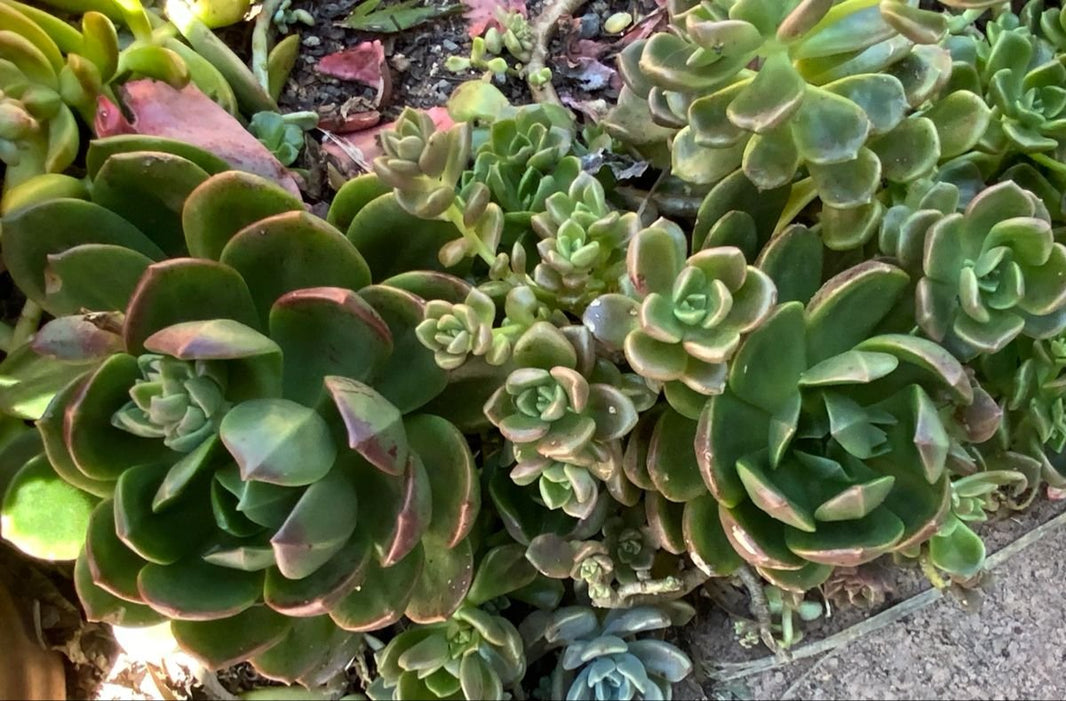 Buy Grapto | Stylish Indoor Plants