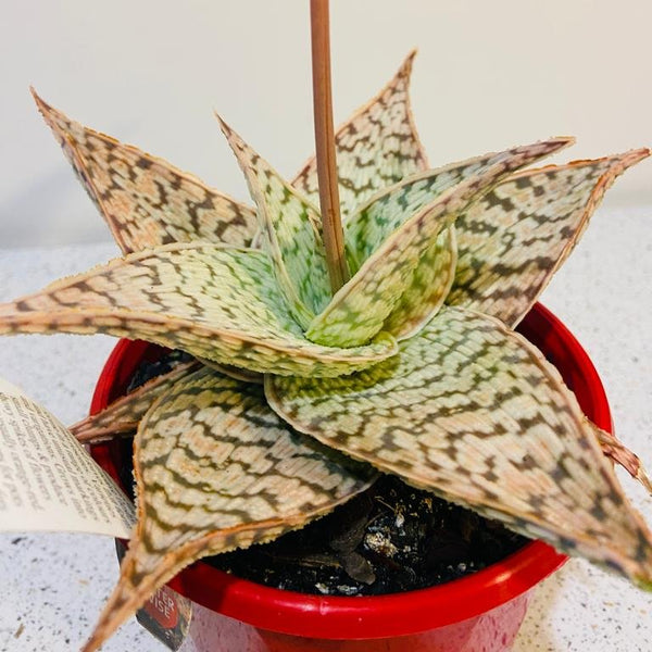 Aloe Hybrid Delta Lights 130mm