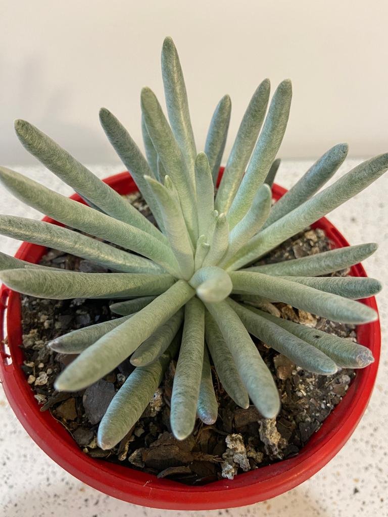 Senecio Scaposus 130mm – Succulents Online