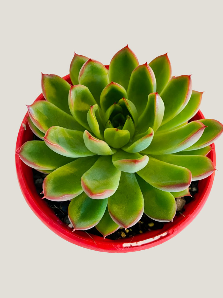 Buy Echeveria Polgara | Statement Indoor Plant