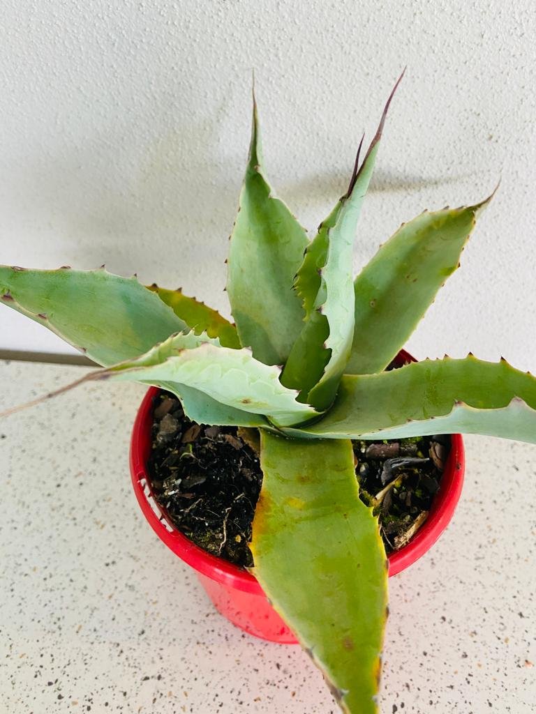 Buy Agave ovatifolia 'Vanzie' | Succulent Plant