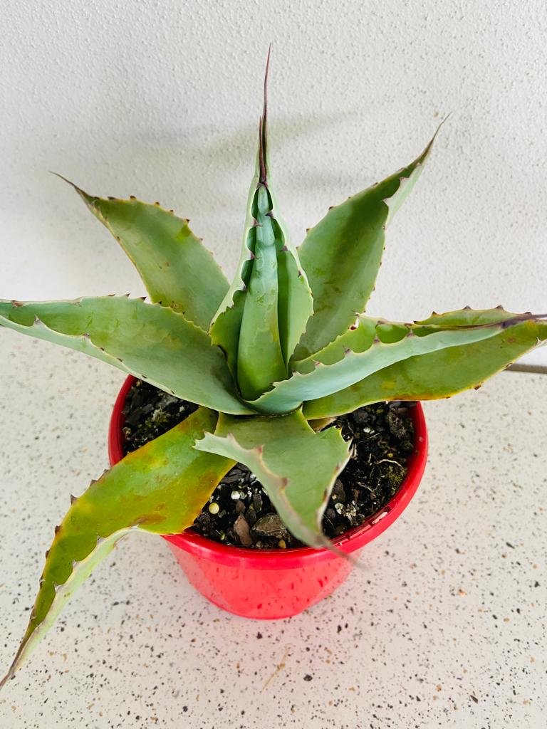 Buy Agave ovatifolia 'Vanzie' | Succulent Plant