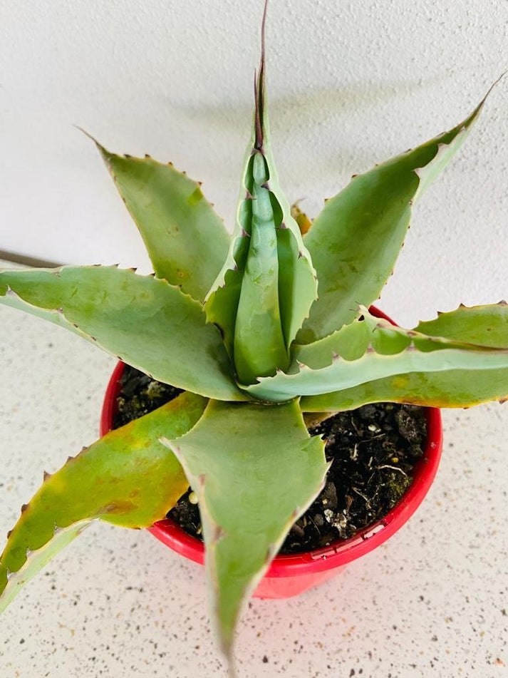 Buy Agave ovatifolia 'Vanzie' | Succulent Plant