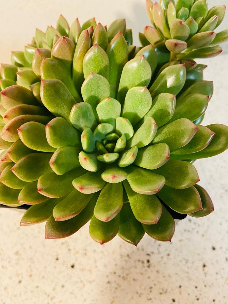 Buy Graptoveria Pink Ruby | Indoor & Outdoor Plant