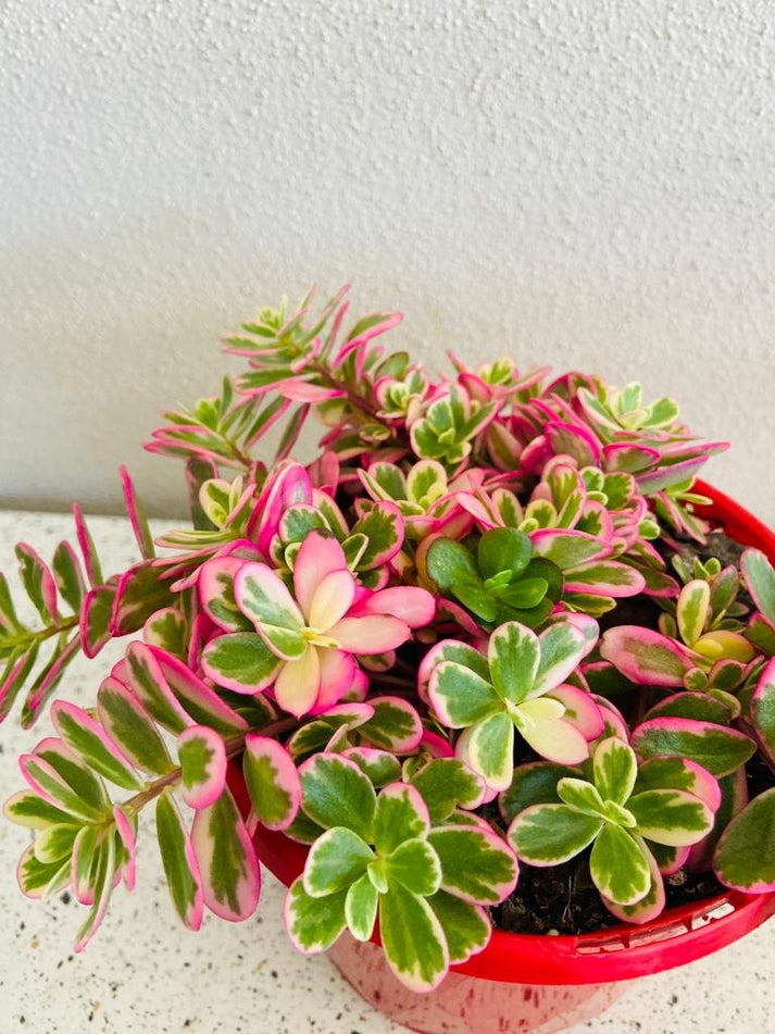 Buy Portulaca Variegated Sunjewels | Flowering Succulent