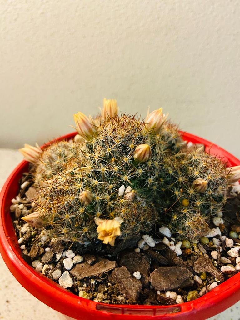 Mammillaria prolifera – Clumping Cactus with Colorful Flowers | Low ...
