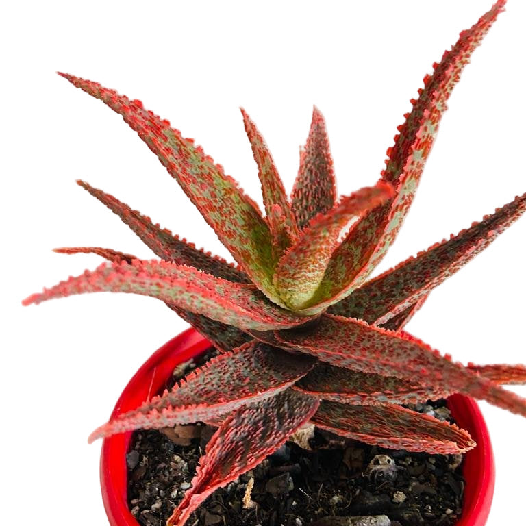 Aloe Hybrid ‘Juno’ – Compact Succulent with Striking Variegated Leaves ...