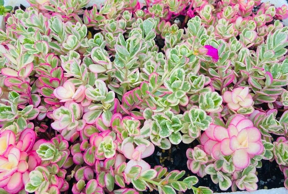 Portulaca Variegated Sunjewels