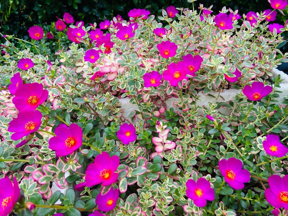 Buy Portulaca Variegated Sunjewels | Flowering Succulent