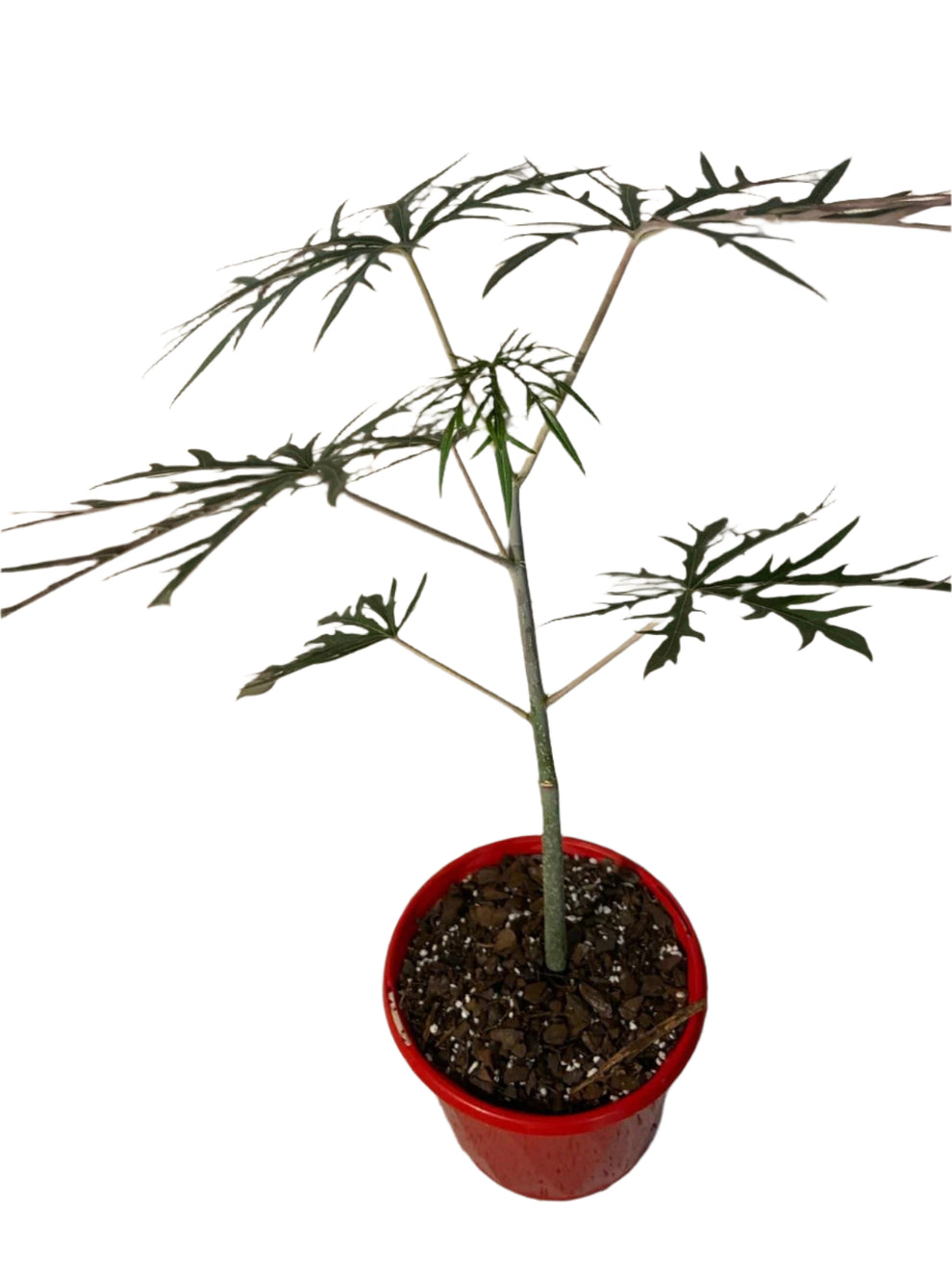 Buy Jatropha Multifida | Statement Indoor Plant Online