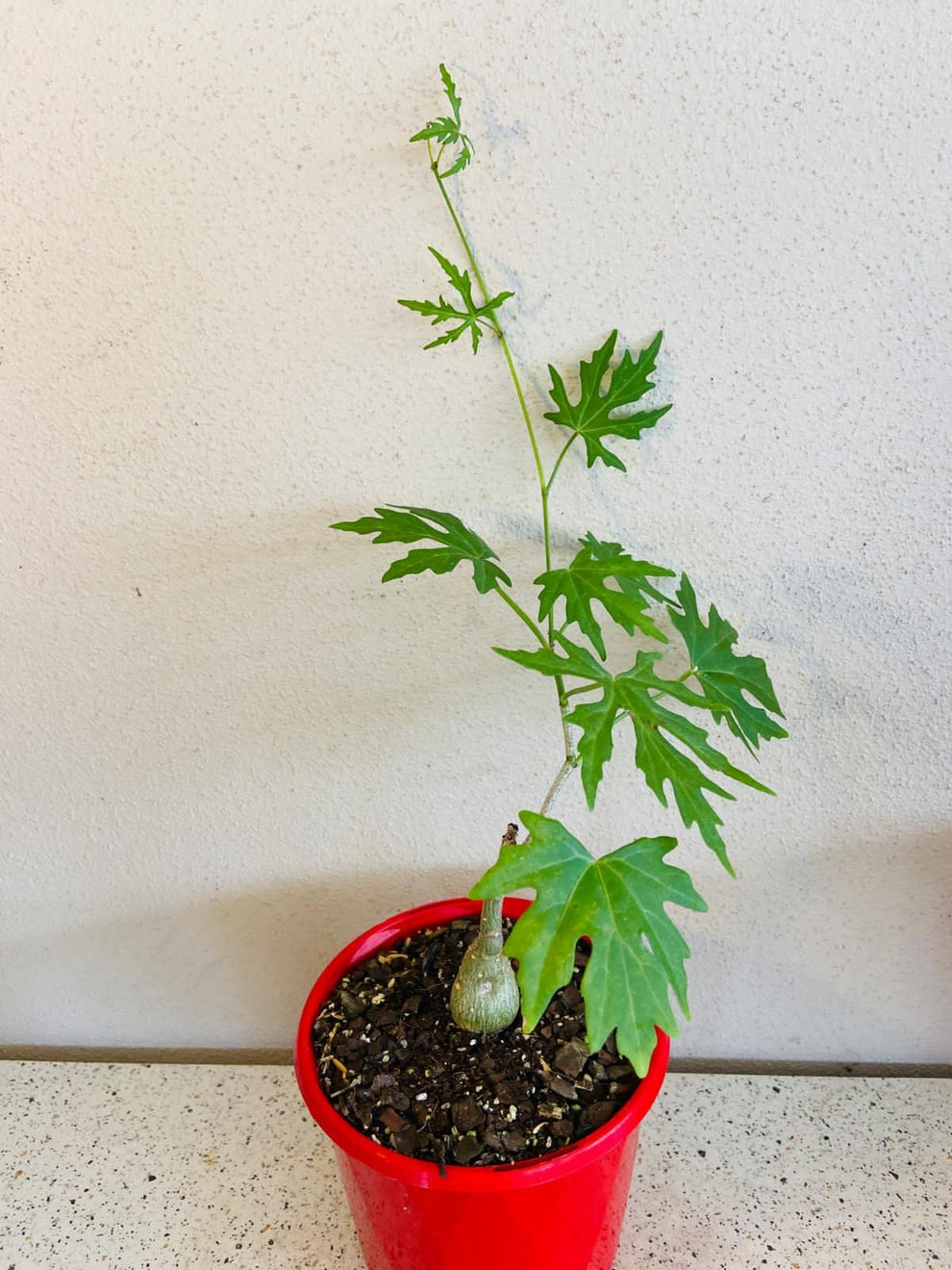 Buy Cissus Tuberosa in Australia online – Succulents Online