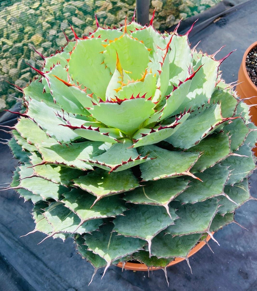 Agave – Succulents Online