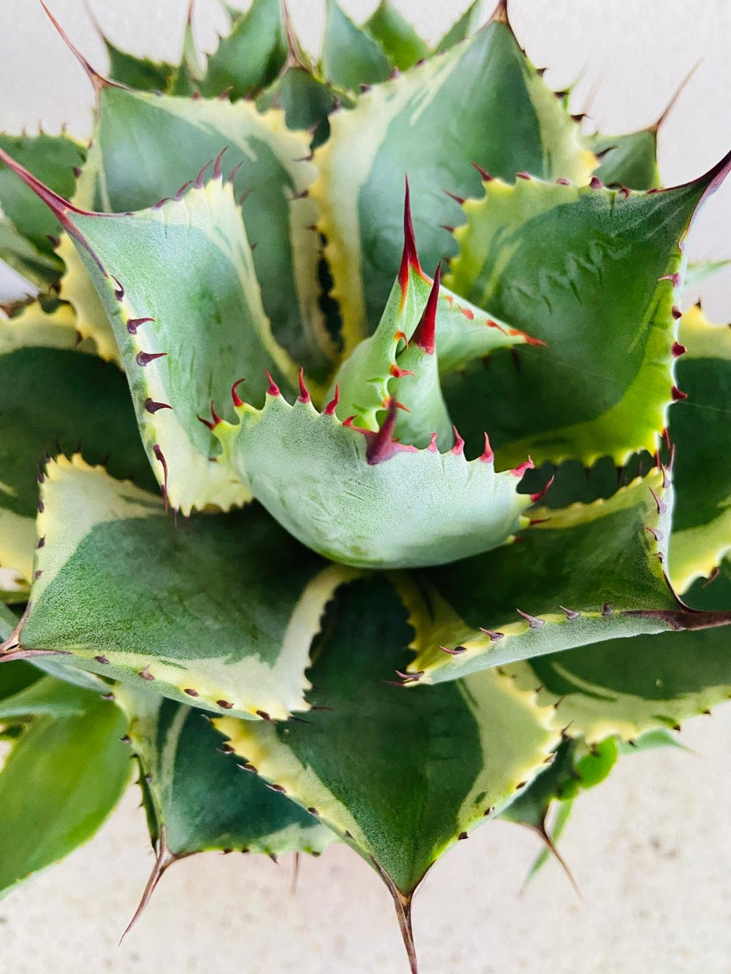 Agave – Succulents Online