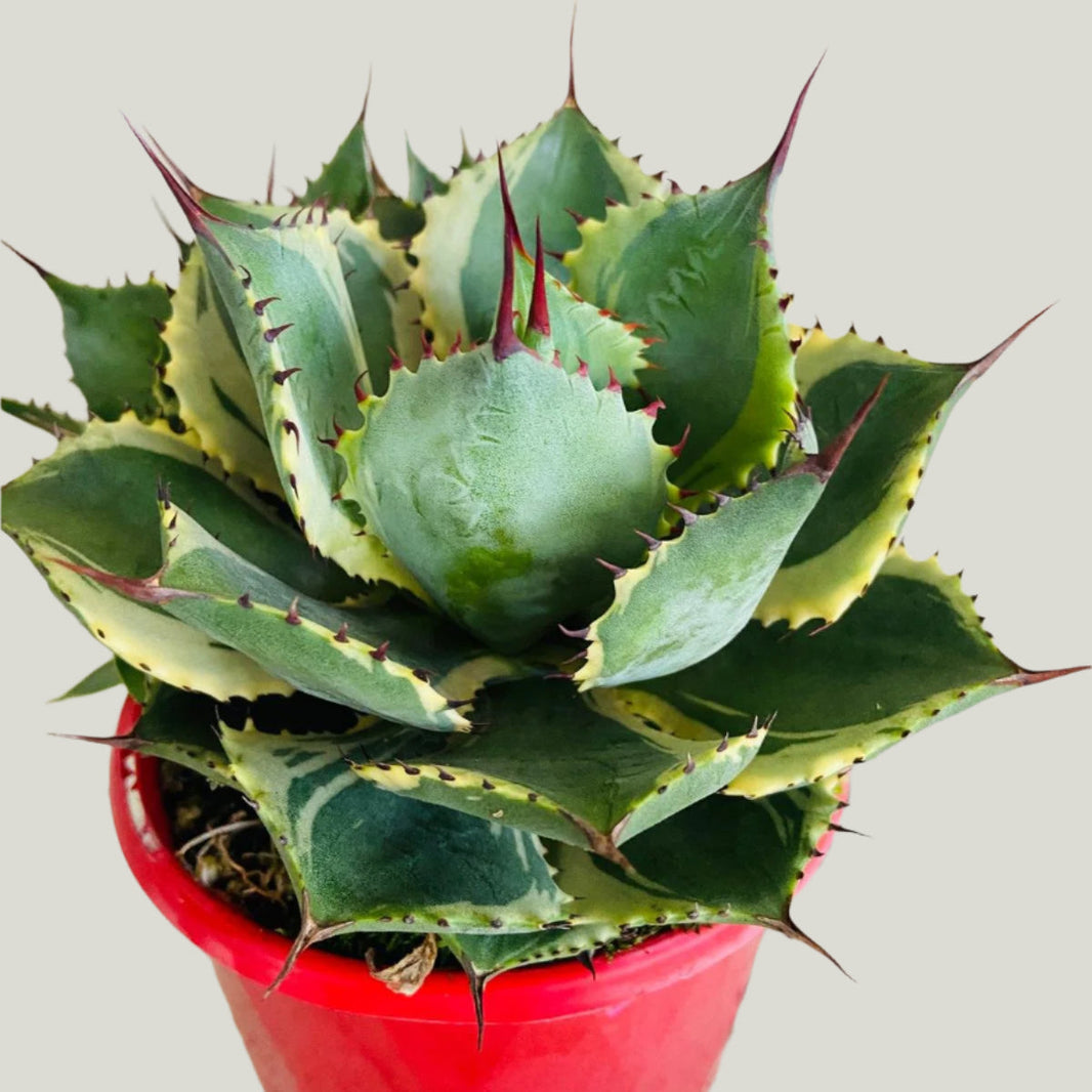 Agave – Succulents Online