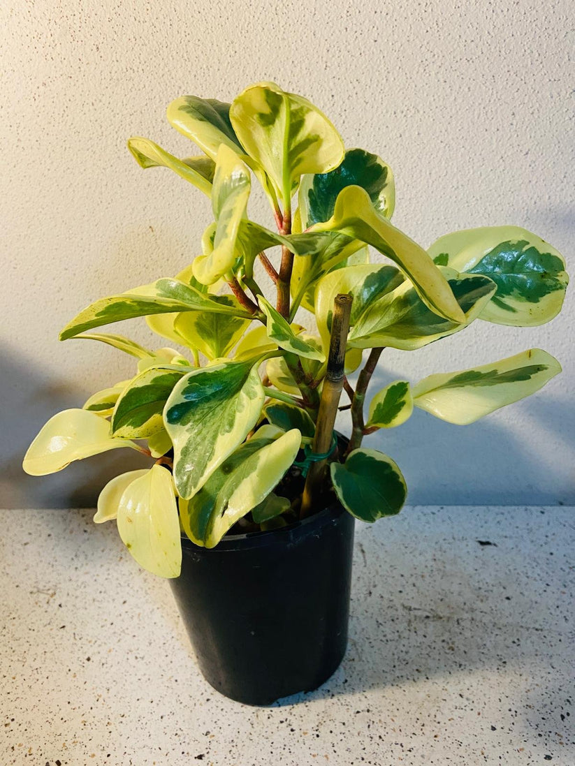 Peperomia Variegated #56 – Succulents Online