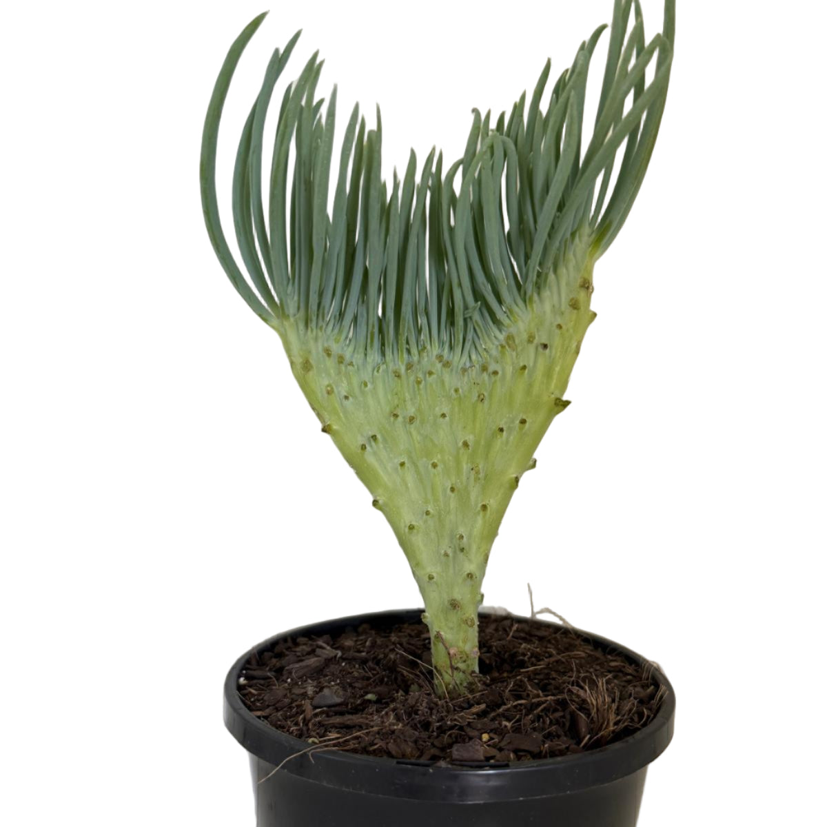 Mermaid Tail : Crested Senecio Talinoides - Narrow Leaf Chalk Stick #5 ...
